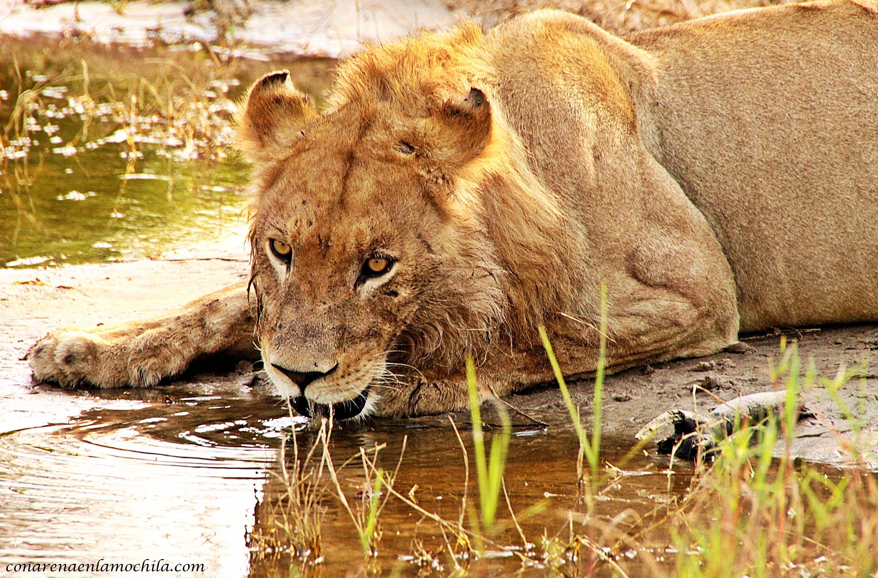 Botswana Ruta del Okavango: Savuti, Moremi y Delta del Okavango - Con ...